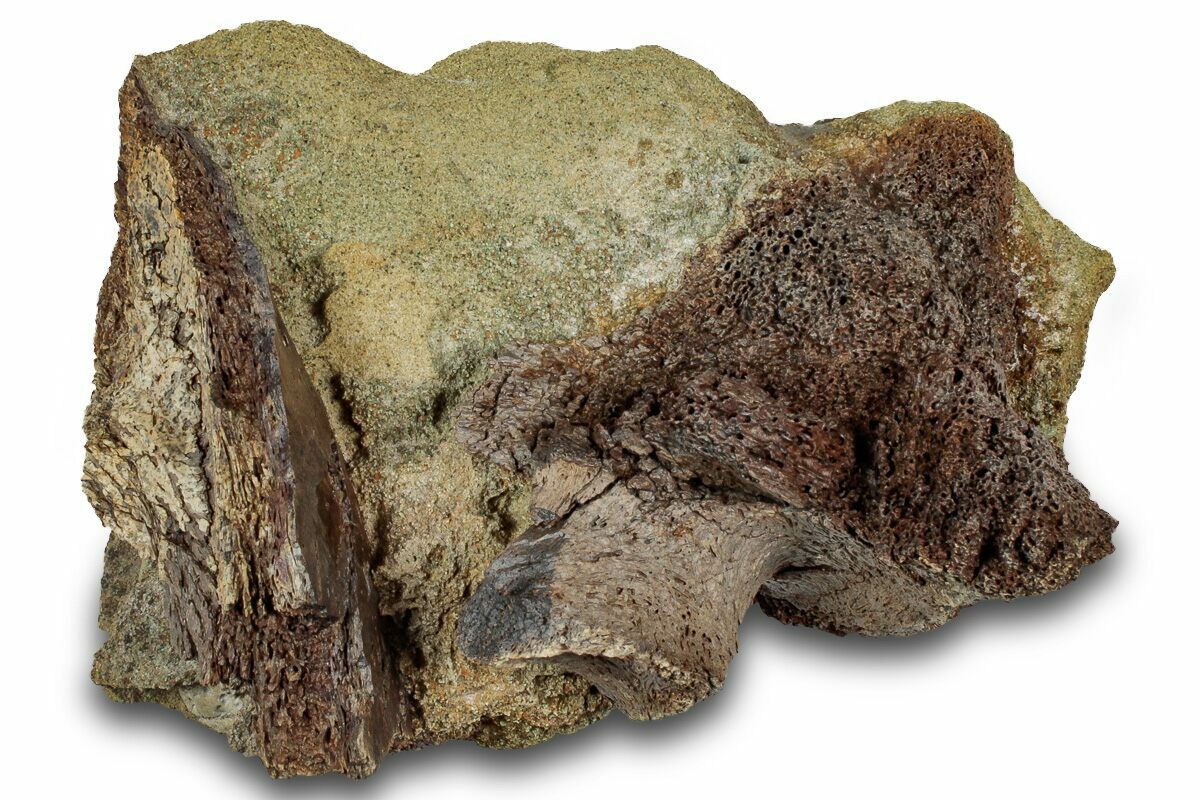 4.2" Fossil Dinosaur Bone Fragments in Sandstone - Wyoming (#316618 ...