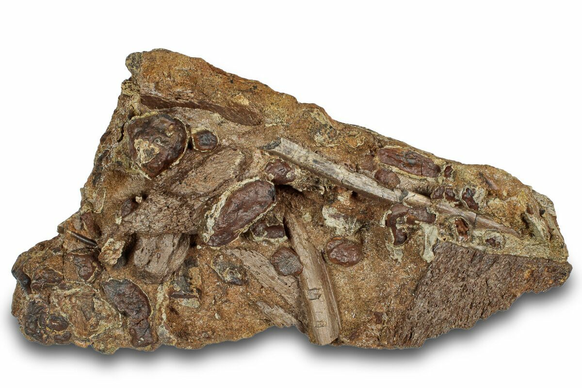 5" Fossil Dinosaur Bones and Tendons in Sandstone - Wyoming (#316621 ...