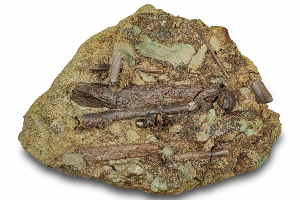 4.8" Fossil Dinosaur Bones and Tendons in Sandstone - Wyoming (#316623 ...