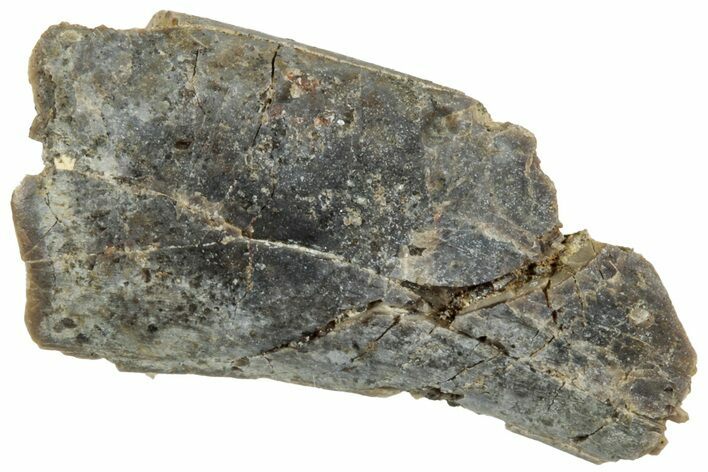 Bargain, .64" Fossil Theropod (Neovenator) Tooth - England (#316987 ...