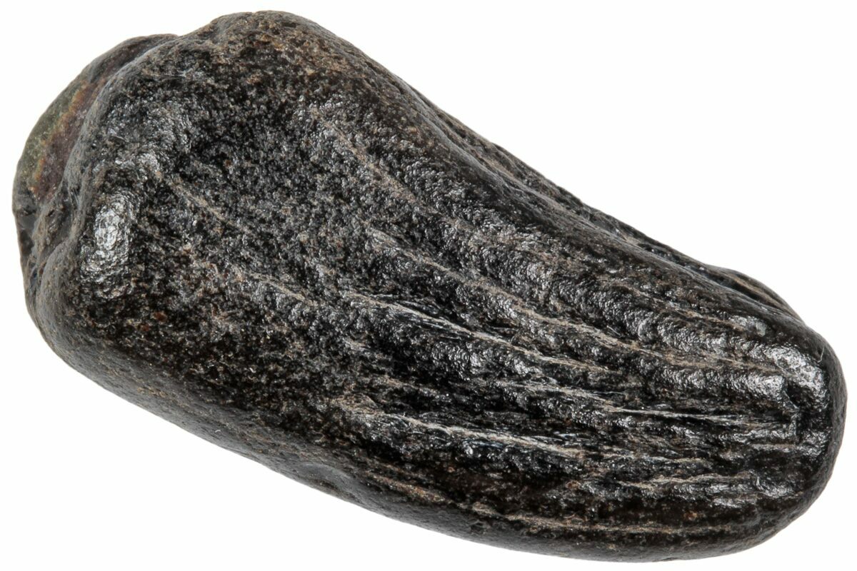 Rare, .91" Fossil Theropod Tooth - England (#316990) For Sale ...