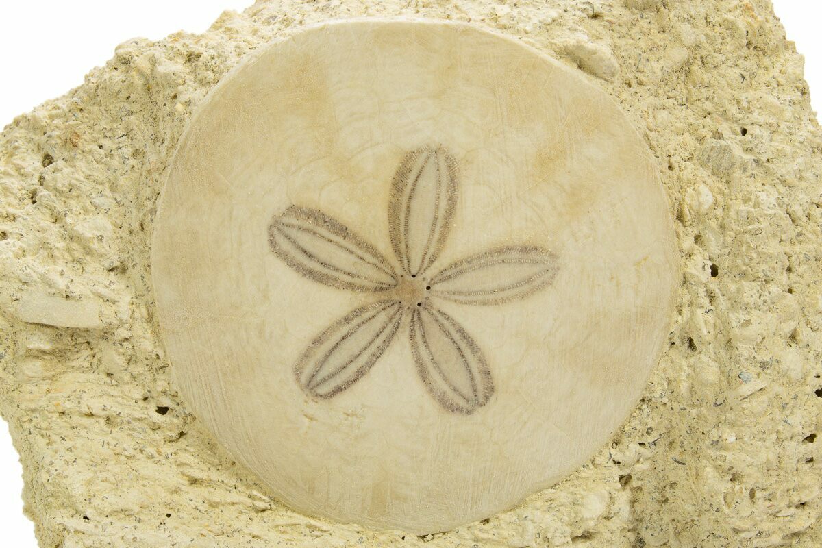 2.8" Fossil Sand Dollar (Scutella) - France (#317714) For Sale - FossilEra.com