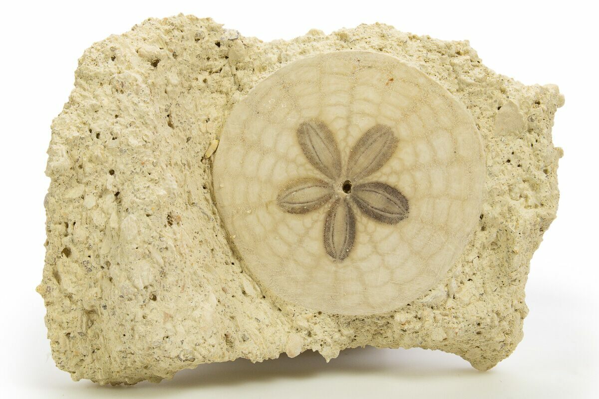 2.7" Fossil Sand Dollar (Scutella) - France (#317722) For Sale ...