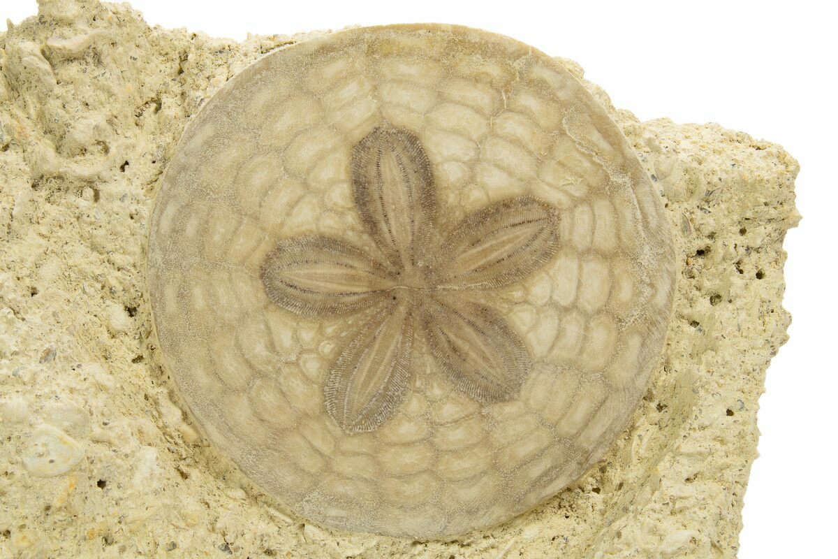 2.9" Fossil Sand Dollar (Scutella) - France (#317724) For Sale ...