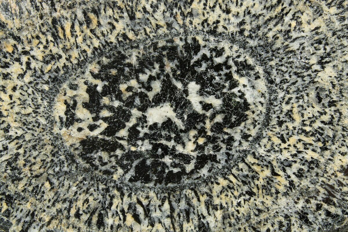 4.5" Polished Orbicular Granite Section - Western Australia (#317971 ...