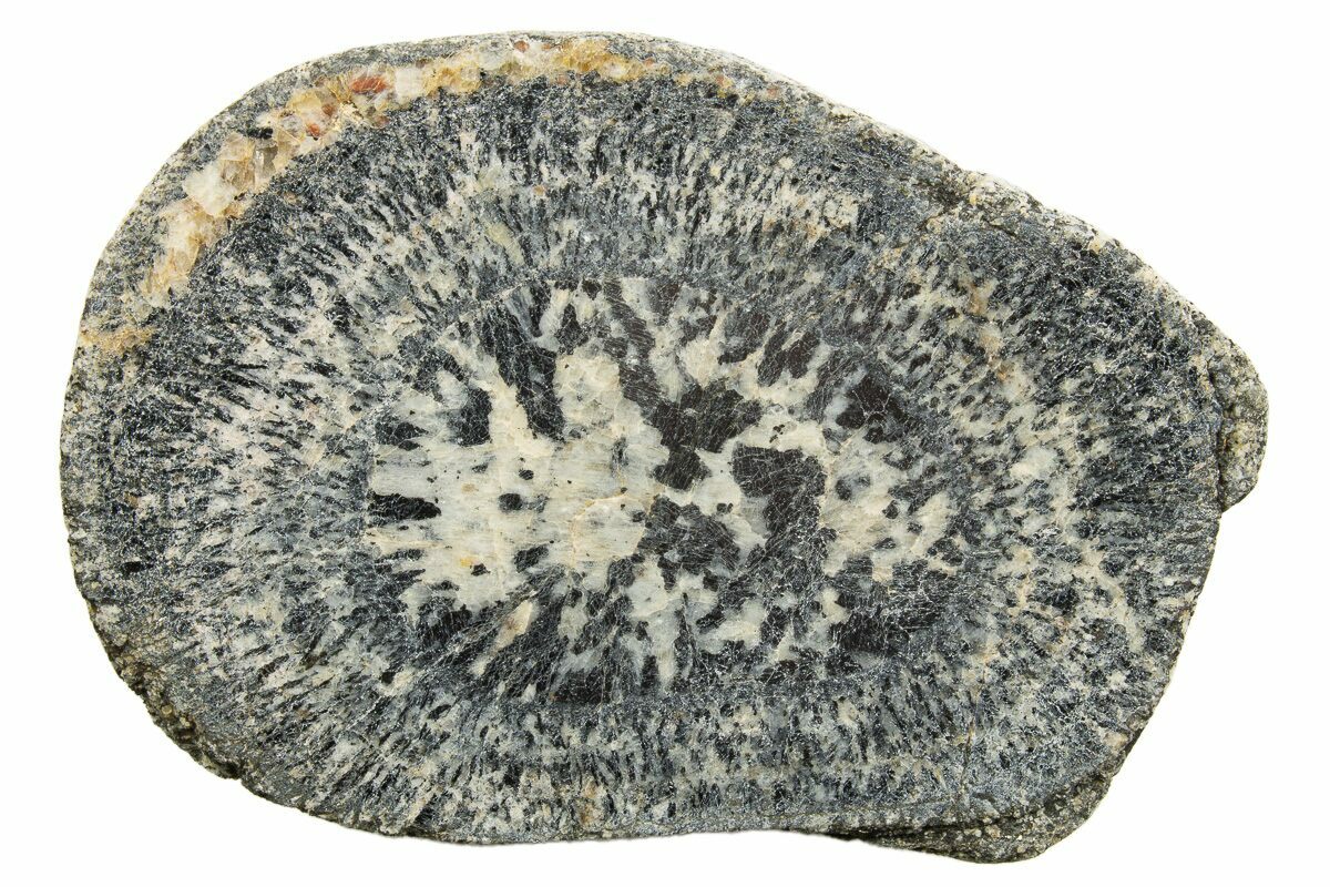 4.4" Polished Orbicular Granite Section - Western Australia (#317975 ...