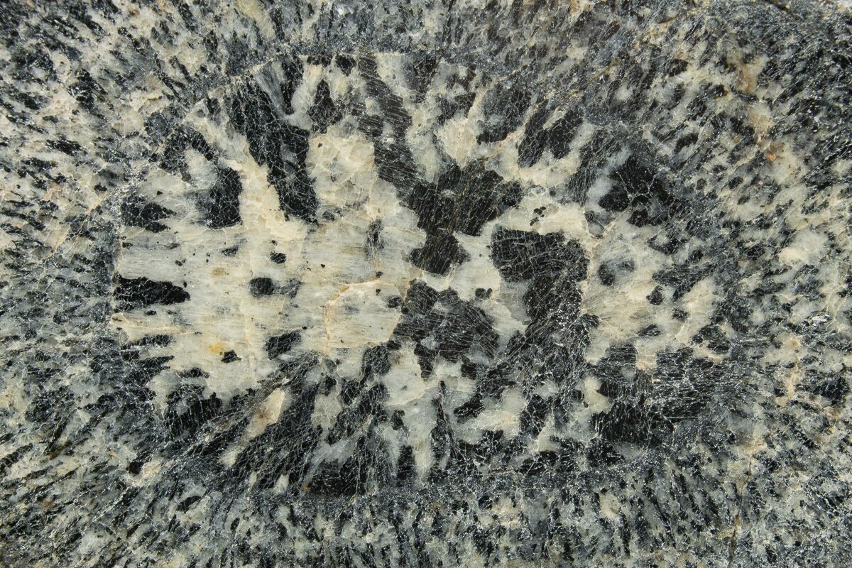 4.4" Polished Orbicular Granite Section - Western Australia (#317975 ...
