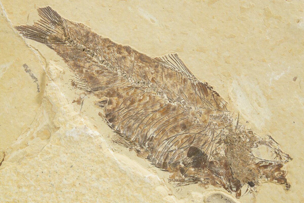 7" Plate of Two Fossil Fish (Knightia) - Wyoming (#318475) For Sale ...