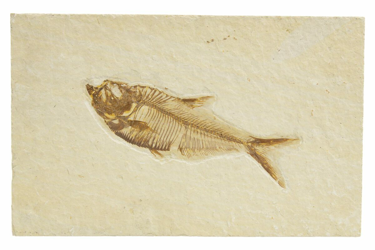 3.1" Detailed Fossil Fish (Diplomystus) - Wyoming (#318565) For Sale ...