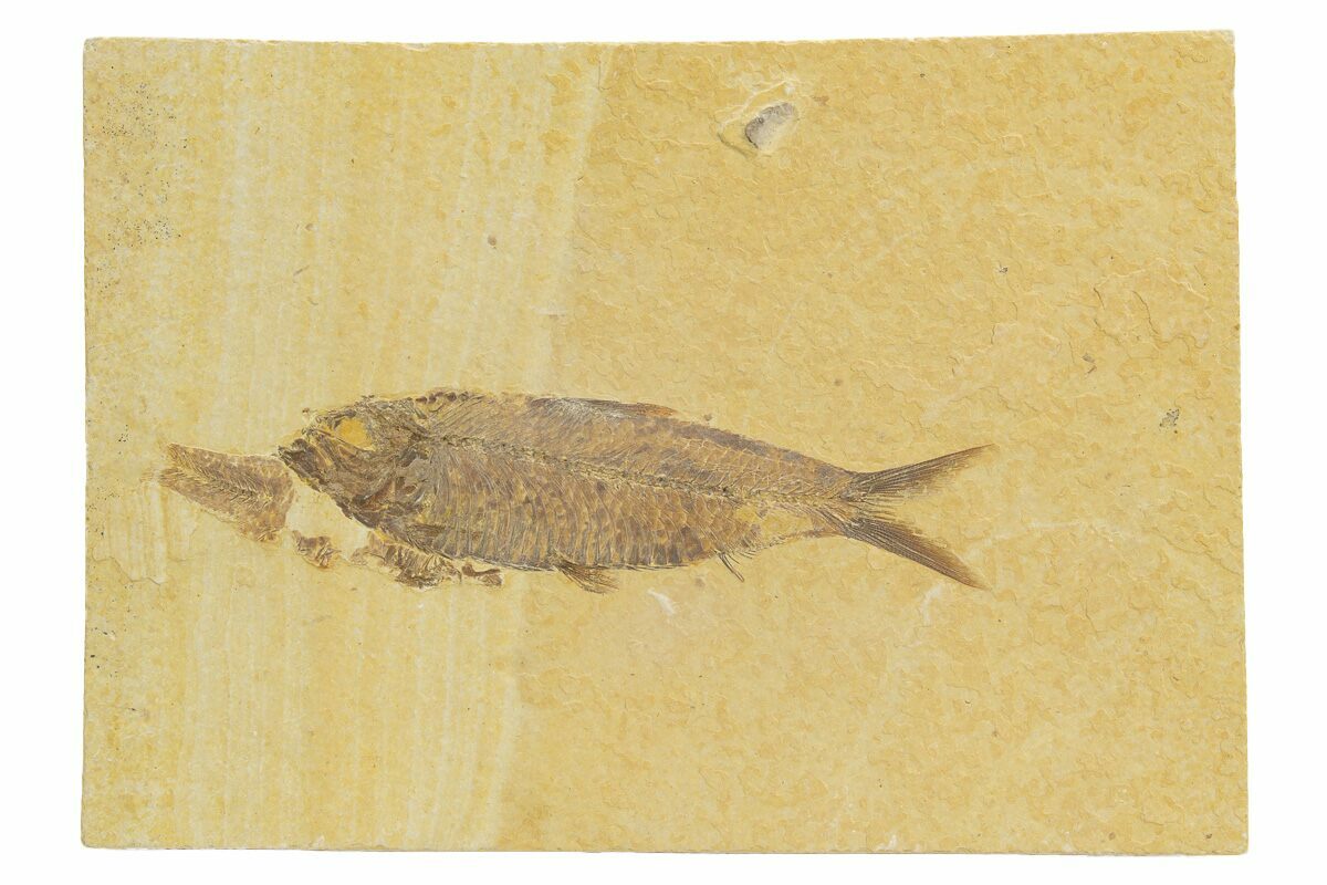 4.4" Detailed Fossil Fish (Knightia) - Wyoming (#318584) For Sale ...