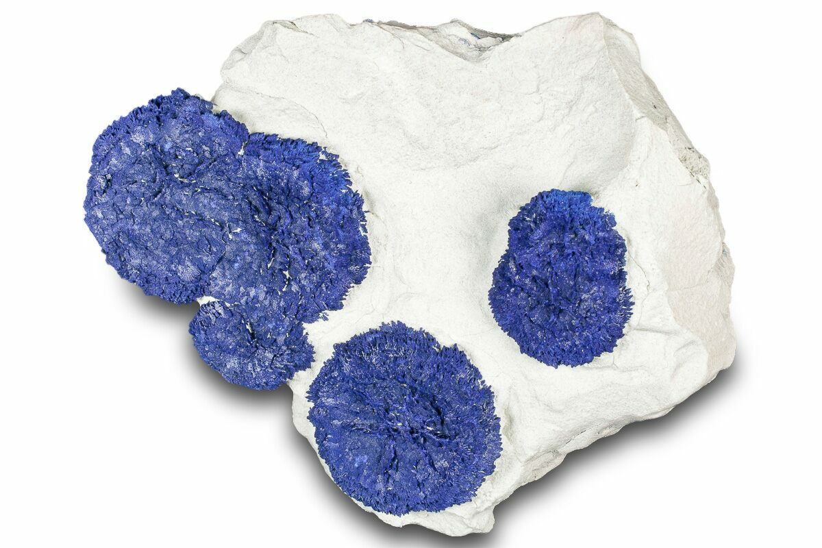 Vibrant Blue Azurite Suns on Siltstone - Australia (#318772) For Sale ...