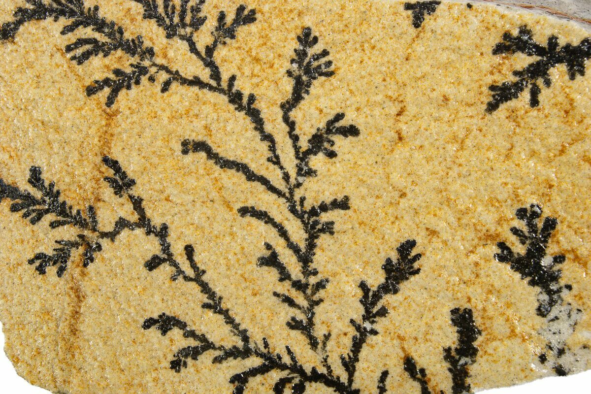 3.6" Dendrites On Limestone - Utah (#319080) For Sale - FossilEra.com