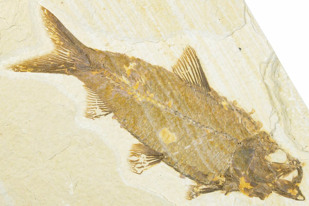 4.1" Detailed Fossil Fish (Knightia) - Wyoming (#318491) For Sale ...