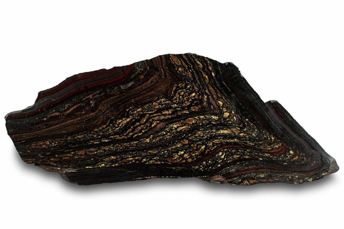 9.3" Polished Tiger Iron "Stromatolite" Slab - 3.02 Billion Years ...