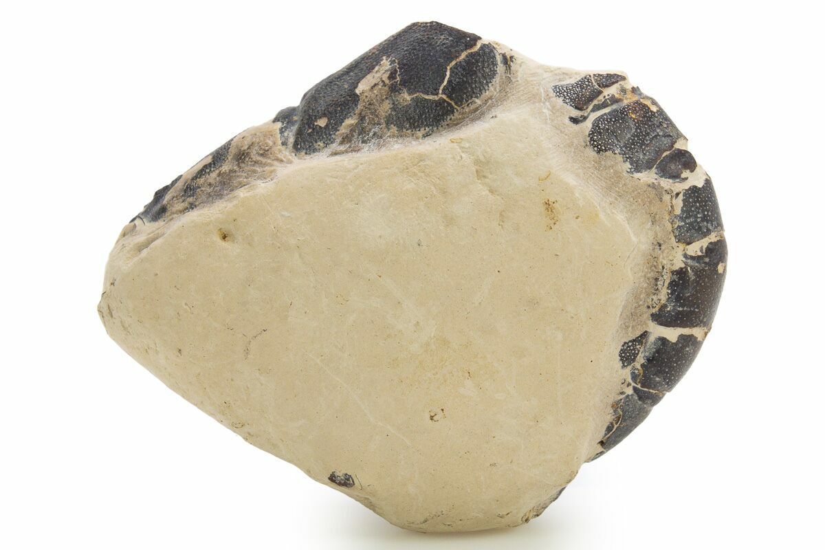 2" Eocene Lobster (Hoploparia) Fossil - England (#319663) For Sale ...