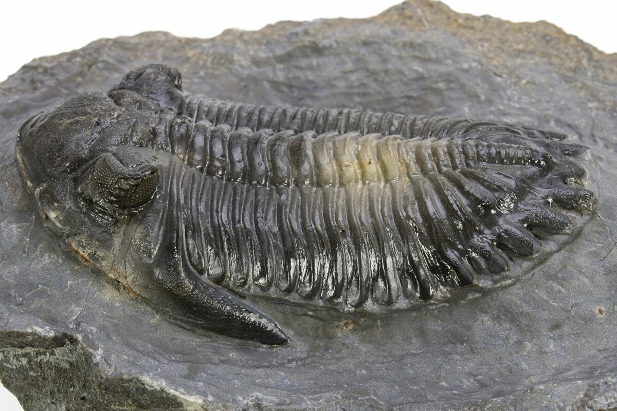 2.75" Multi-Toned Hollardops Trilobite Fossil - Ofaten, Morocco ...