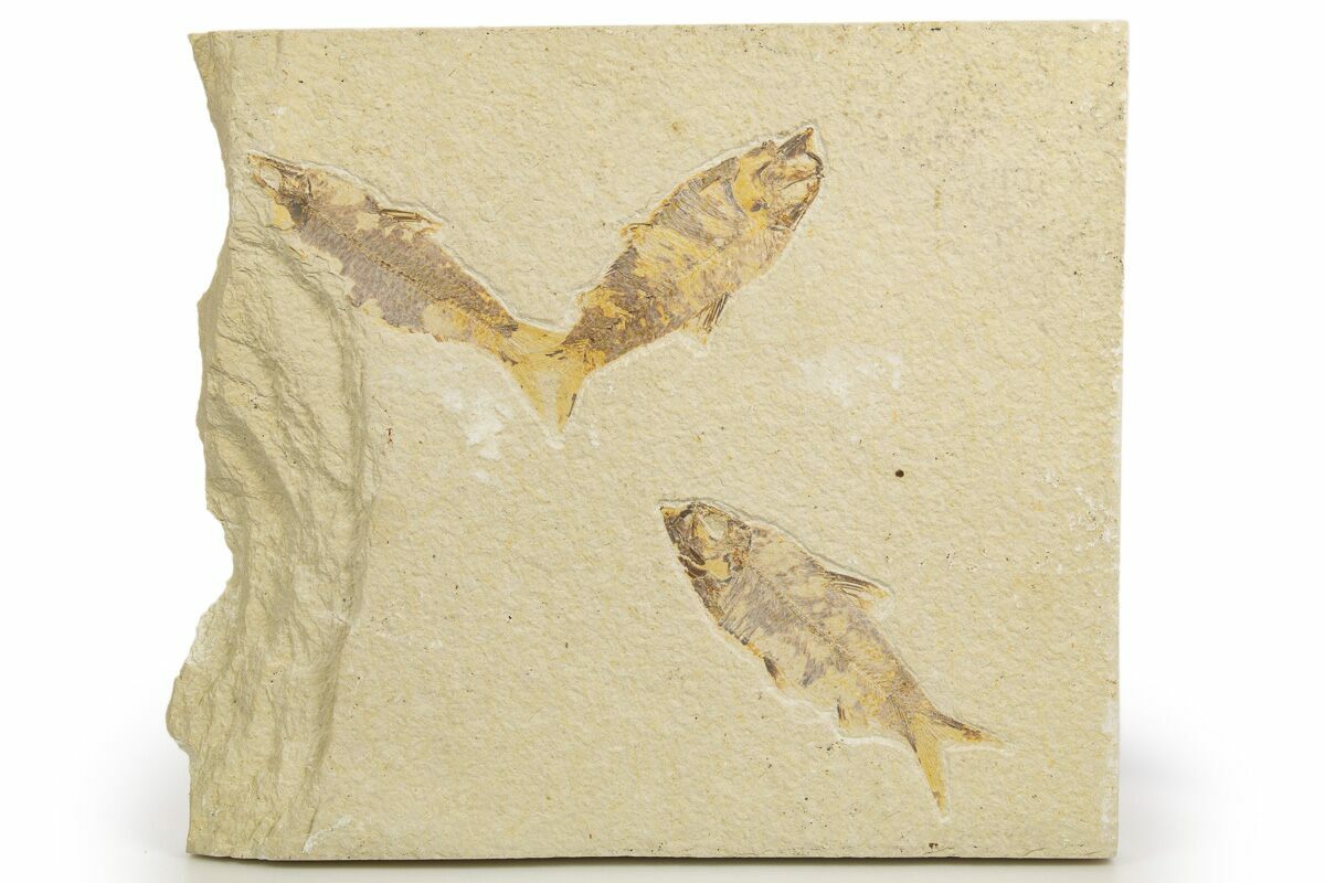 9.5" Shale With Three Fossil Fish (Knightia) - Wyoming (#320403) For ...