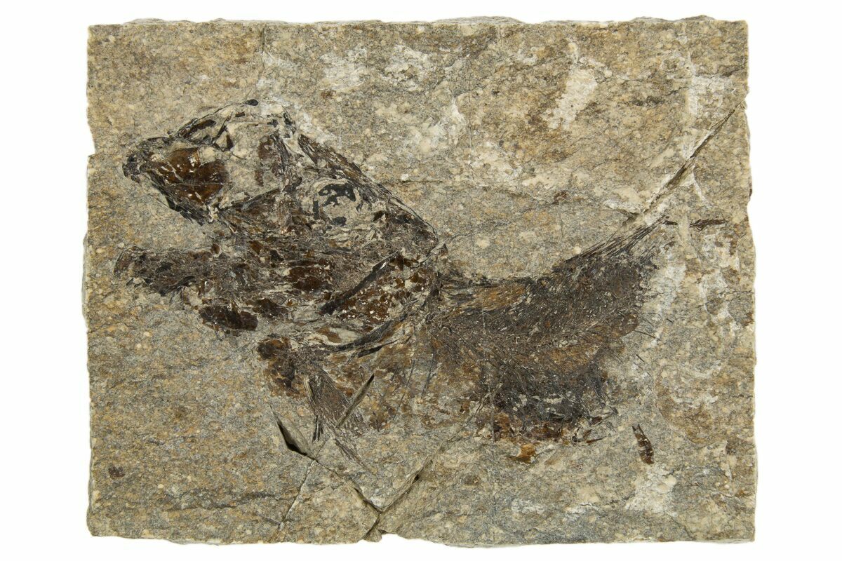 1.4" Oligocene Fossil Fish (Clupea sardinites) - Poland (#320599) For ...