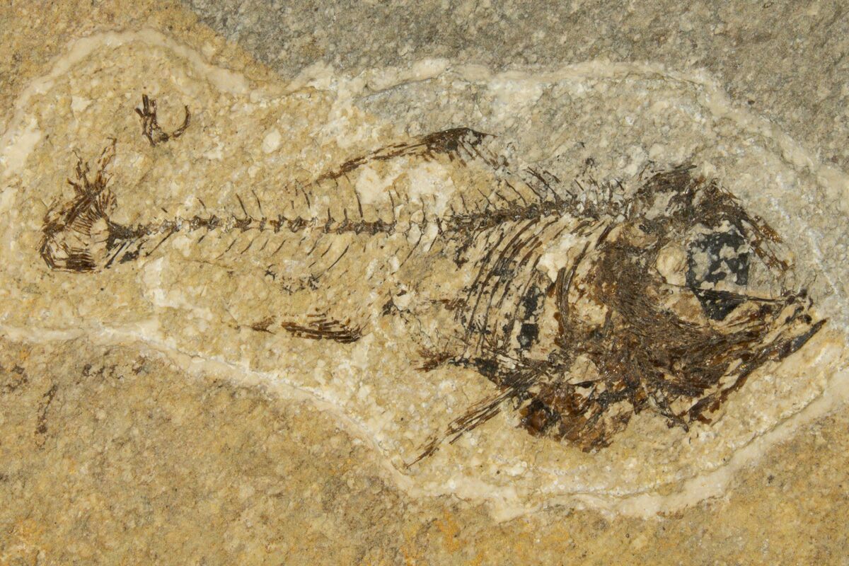 1" Oligocene Fossil Deep-Sea Hatchetfish (Polyipnus) - Poland (#320589 ...