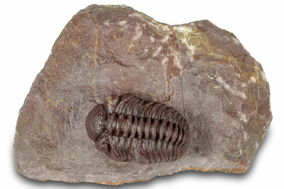 1.35" Unique Red Austerops Trilobite - Hmar Laghdad, Morocco (#320881 ...