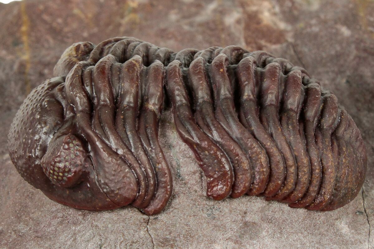 1.35" Unique Red Austerops Trilobite - Hmar Laghdad, Morocco (#320881 ...