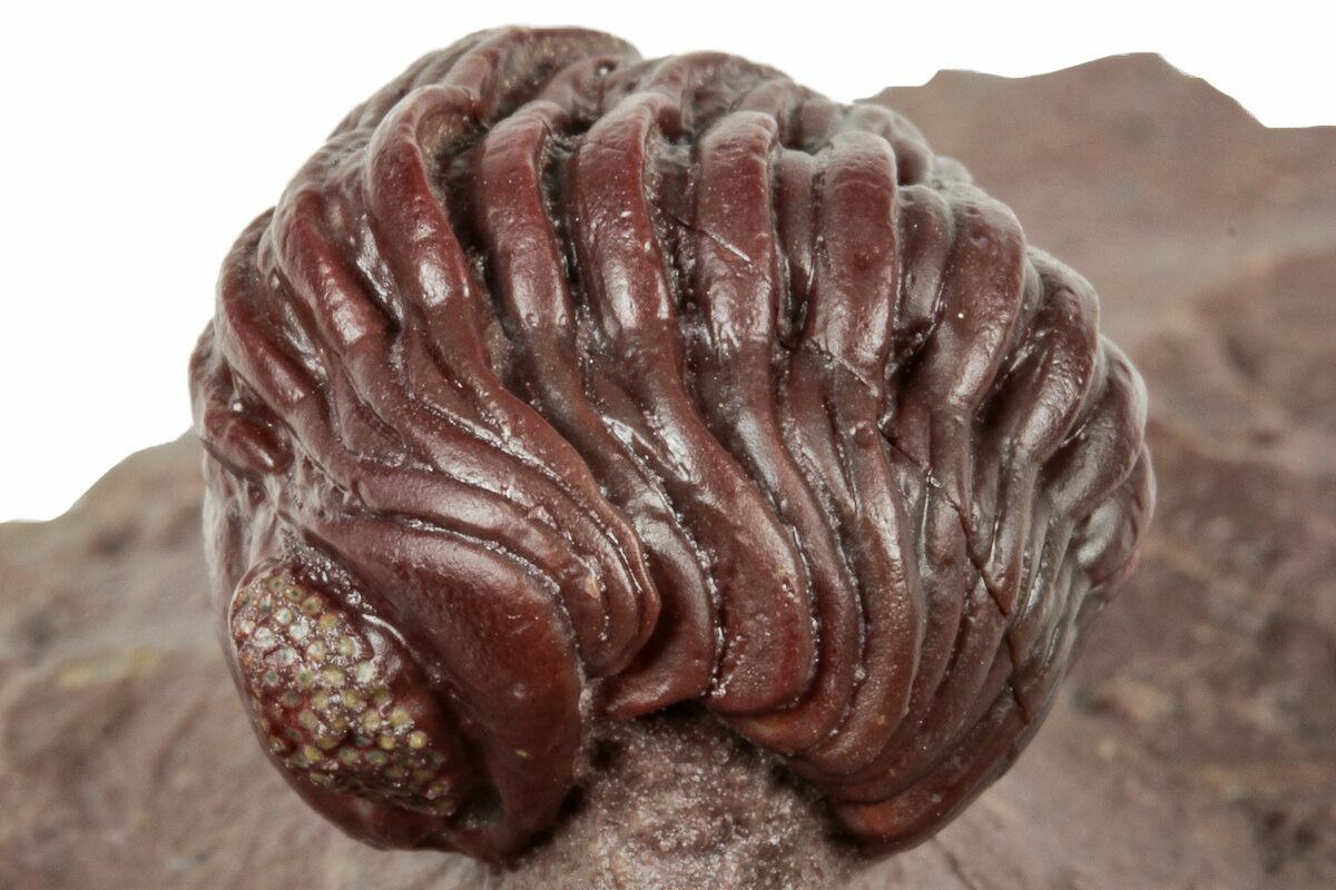 1" Curled Red Austerops Trilobite - Hmar Laghdad, Morocco (#320892) For ...