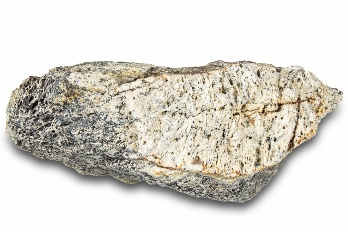 3" Dinosaur (Triceratops) Frill Shield Section - Montana (#321975) For ...