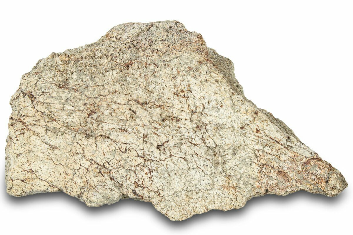 3" Dinosaur (Triceratops) Frill Shield Section - Montana (#321989) For ...