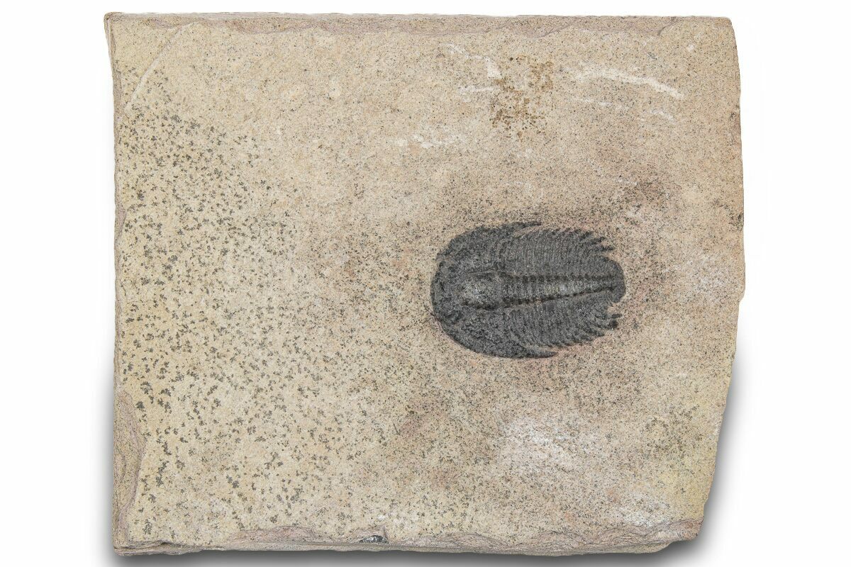 .75" Modocia Typicalis Trilobite - Utah (#322284) For Sale - FossilEra.com