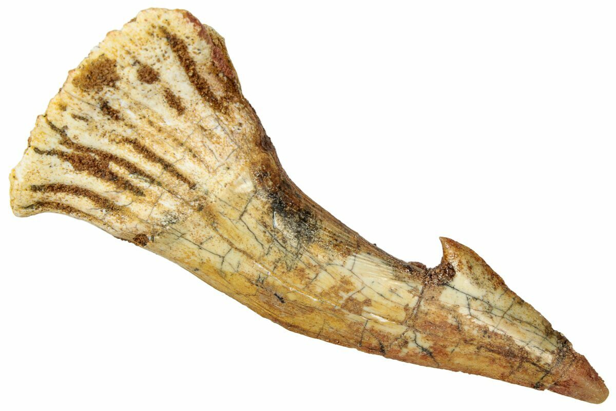 3" Fossil Sawfish (Onchopristis) Rostral Barb - Morocco (#322861) For ...
