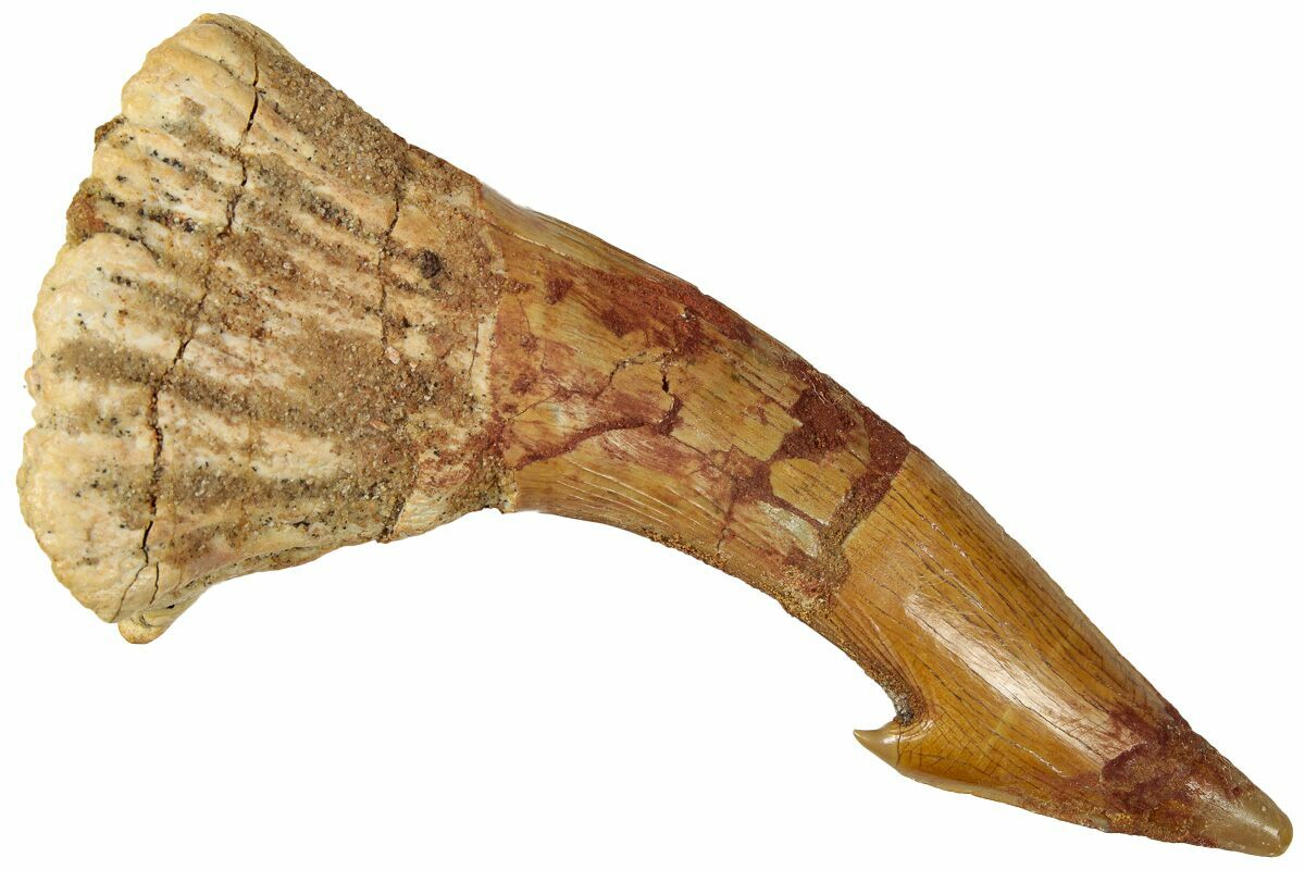 3.45" Fossil Sawfish (Onchopristis) Rostral Barb - Morocco (#322875 ...