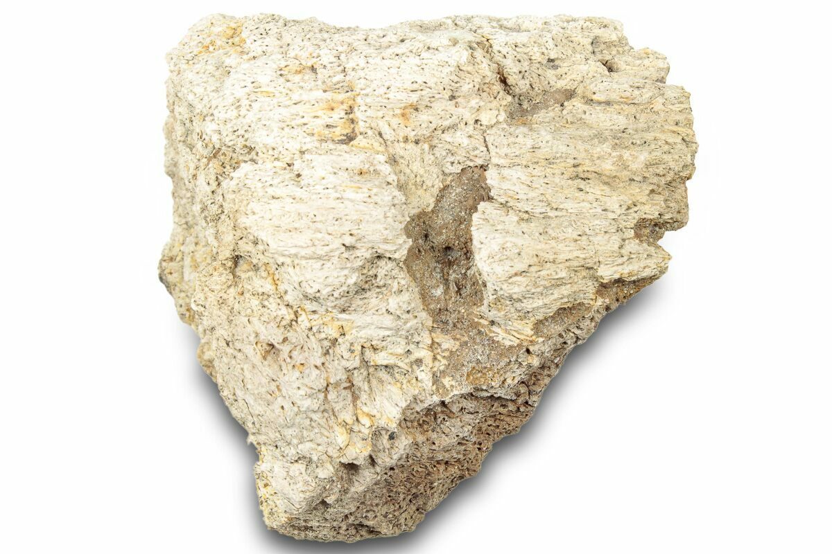 2.2" Dinosaur (Triceratops) Frill Shield Section - Montana (#323024 ...