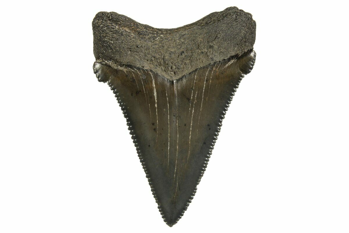 1.89" Serrated Angustidens Tooth - Megalodon Ancestor (#321693) For ...