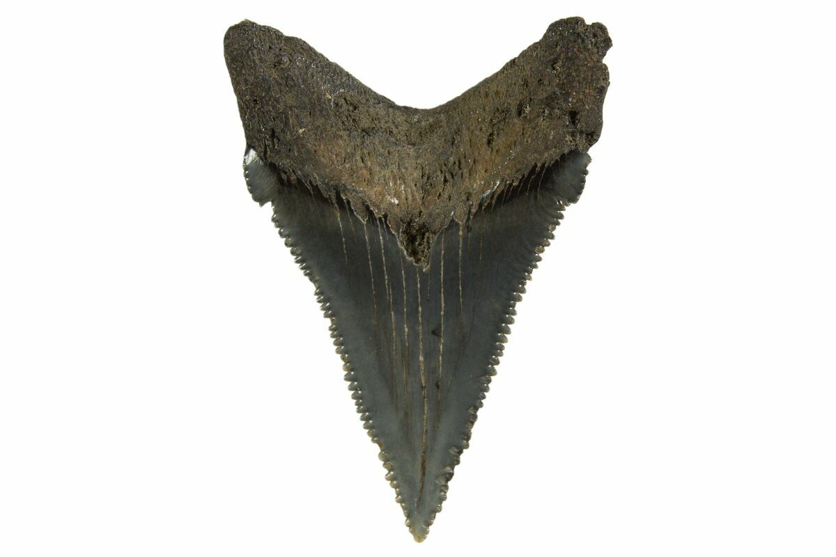 1.82" Serrated Angustidens Tooth - Megalodon Ancestor (#321694) For ...