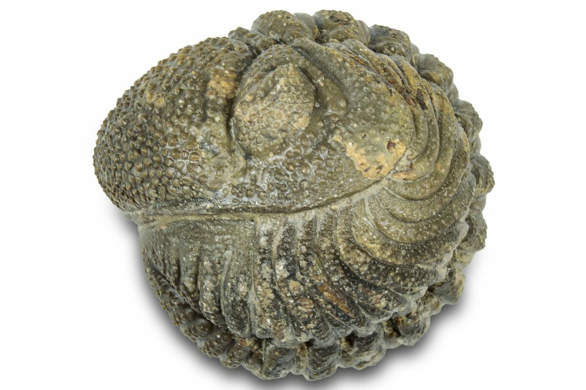 1.1" Wide, Enrolled Morocops Trilobite - Morocco (#323200) For Sale ...