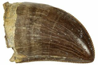 FossilEra - Fossils, Meteorites & Minerals For Sale - FossilEra.com