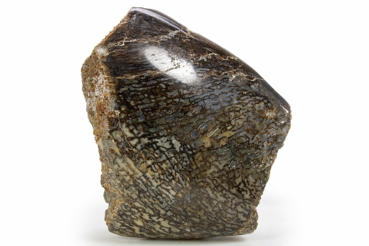 3.3" Polished Dinosaur Bone (Gembone) Section - Colorado (#324199) For ...