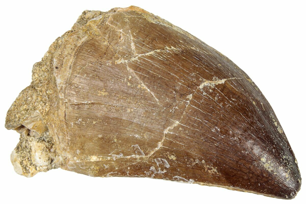 2.05" Fossil Mosasaur (Prognathodon) Tooth - Morocco (#322688) For Sale ...