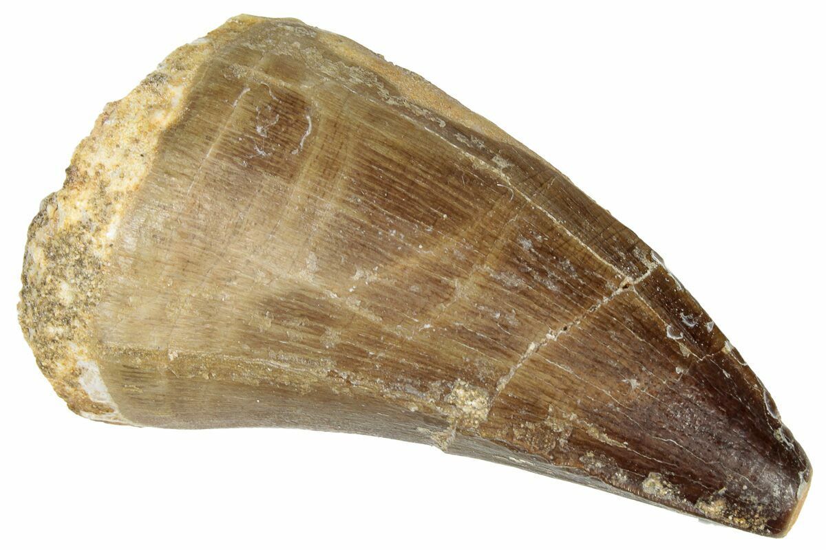 1.95" Fossil Mosasaur (Prognathodon) Tooth - Morocco (#322698) For Sale ...