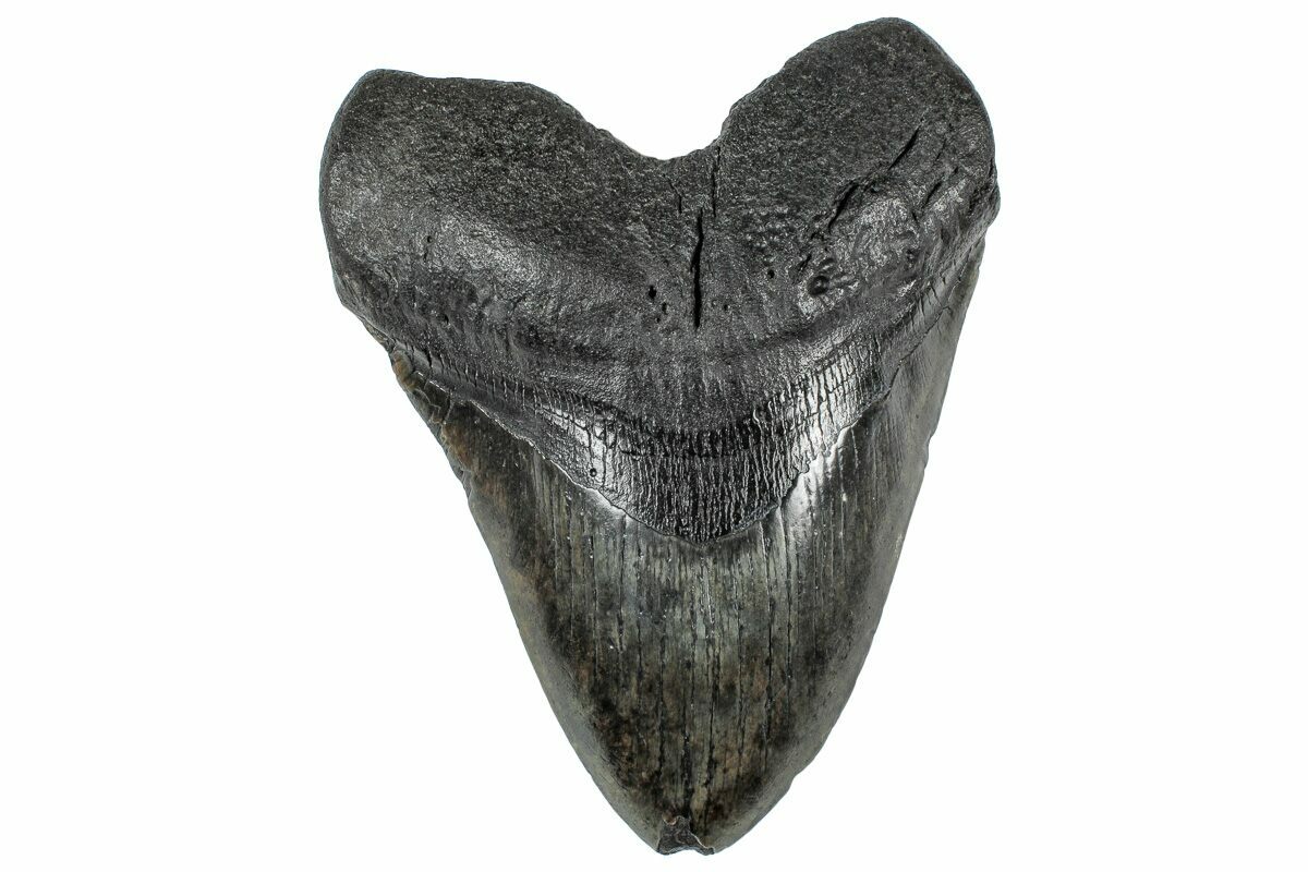 6.04" Fossil Megalodon Tooth - Beast From South Carolina (#325244) For ...