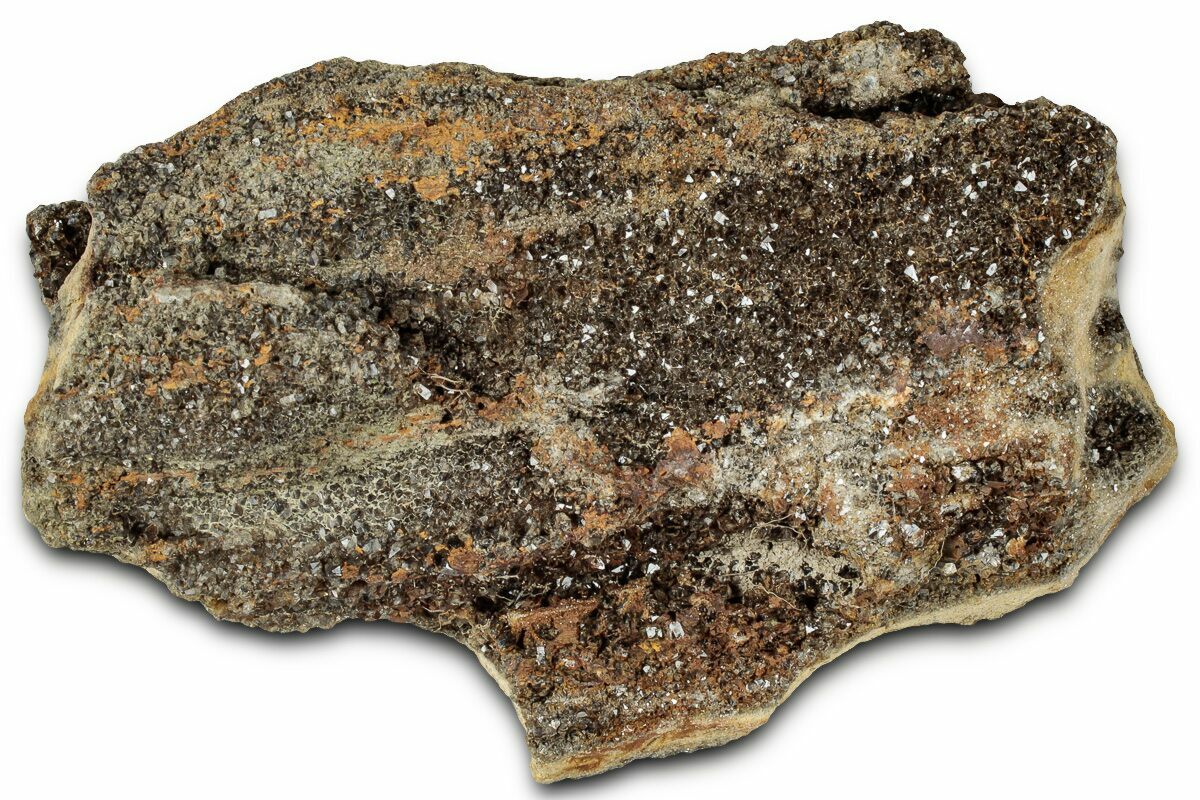 4.7" Glittering Petrified Wood with Druzy Quartz - Alabama (#325408 ...