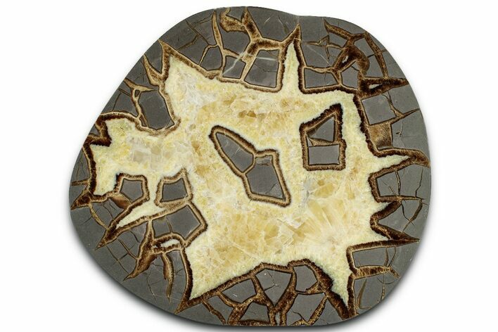 7" Polished Septarian Slab - Utah (#318128) For Sale - FossilEra.com