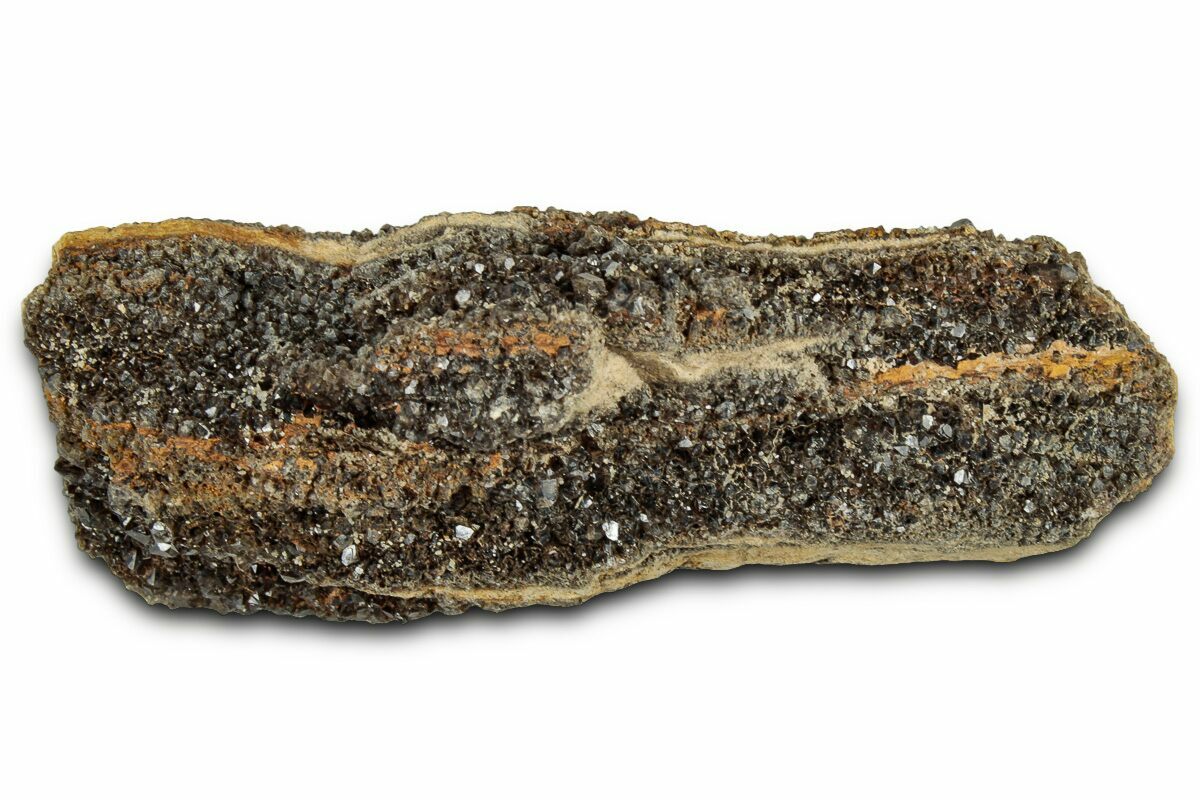 3.35" Glittering Petrified Wood with Druzy Quartz - Alabama (#325501 ...