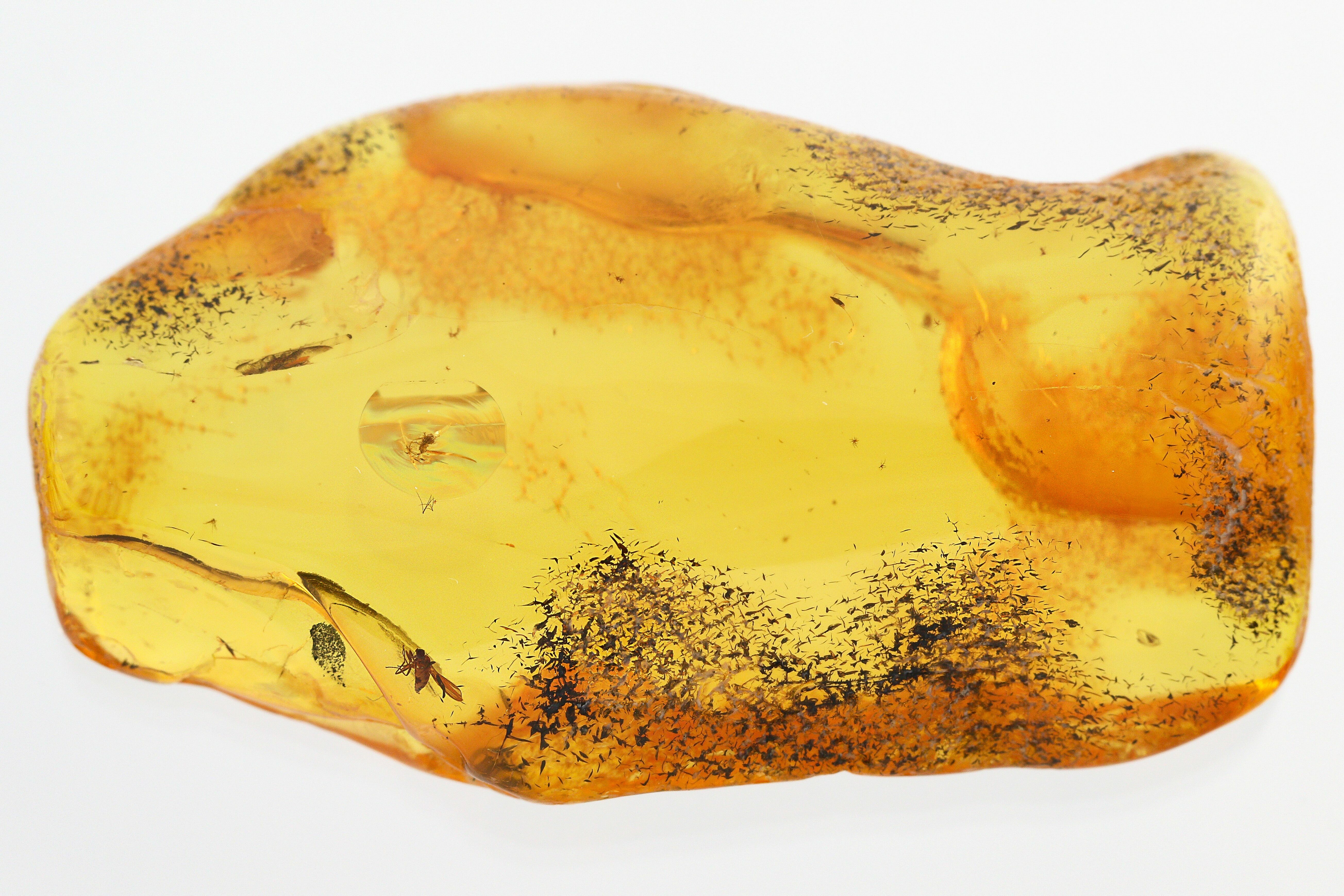 Detailed Fossil Dance Fly (Hybotidae) In Baltic Amber (#325420) For ...