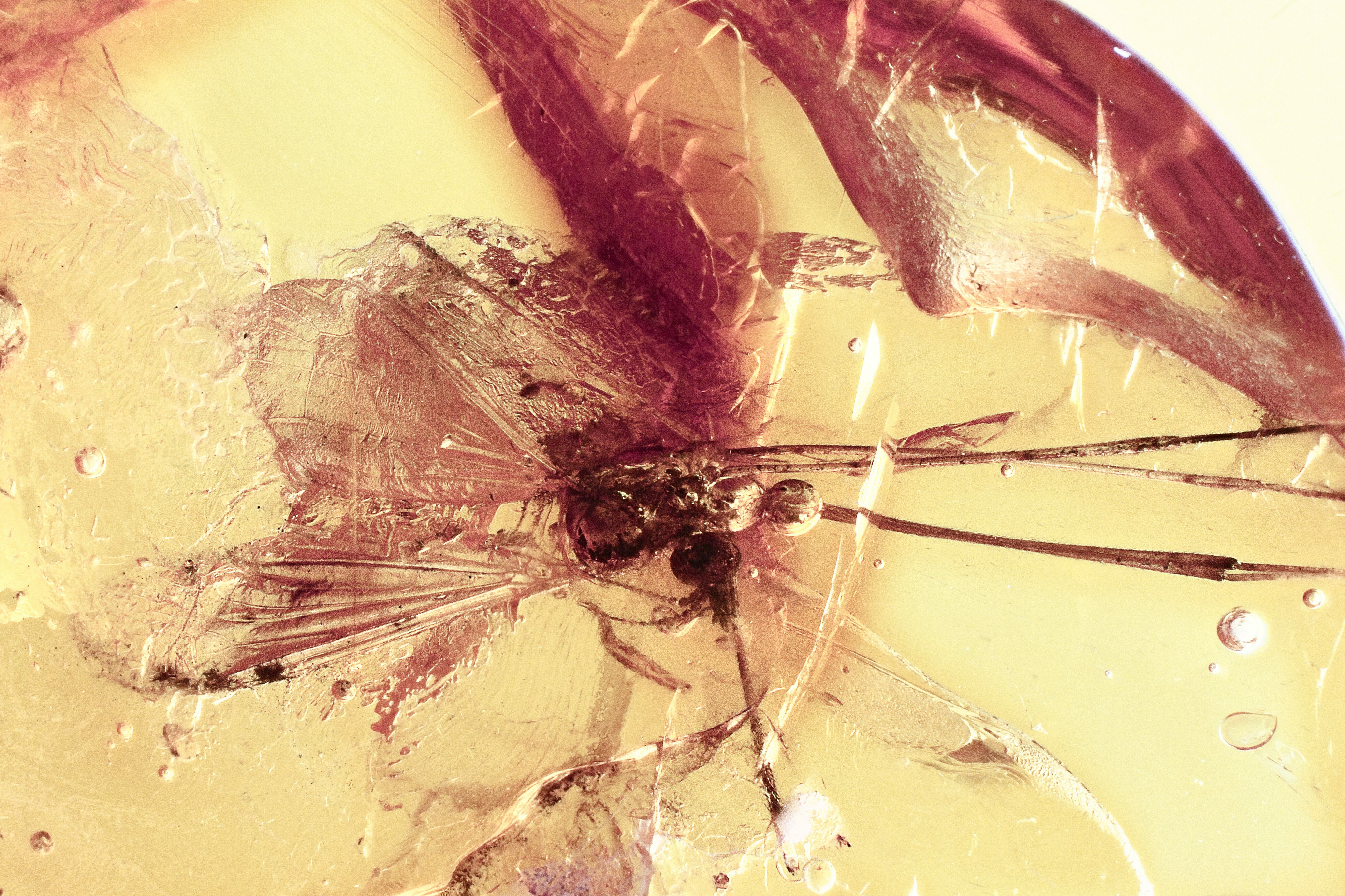 Detailed Fossil Crane Fly (Limoniidae) In Baltic Amber (#325468) For ...