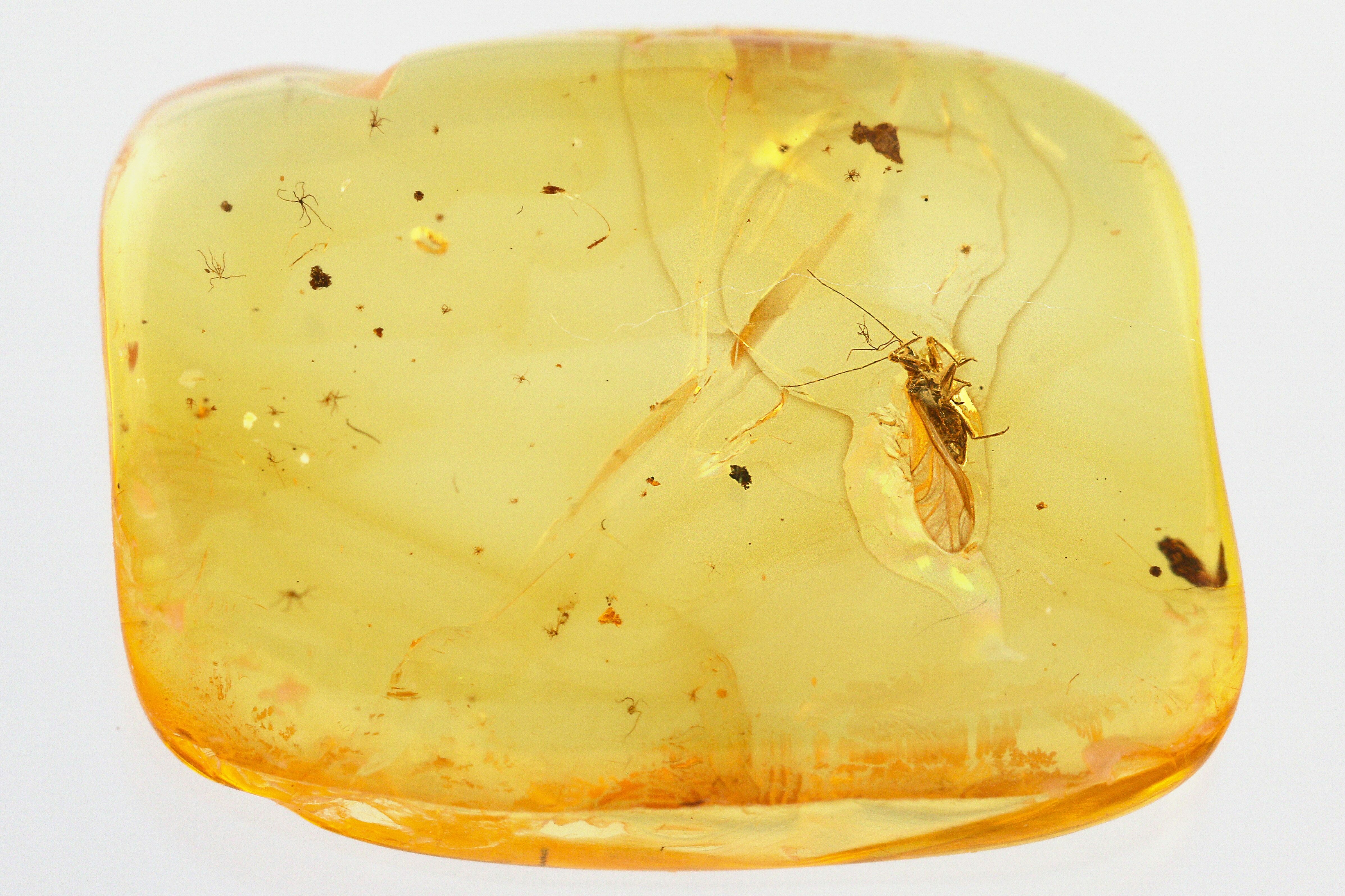 Detailed Fossil Winged Aphid (Drepanosiphidae) In Baltic Amber (#325439 ...