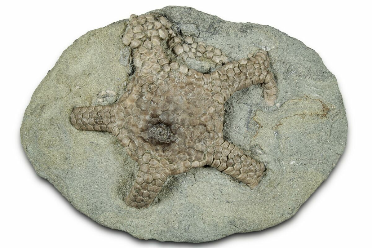 2.2" Fossil Crinoid (Gilbertsocrinus) - Crawfordsville, Indiana ...