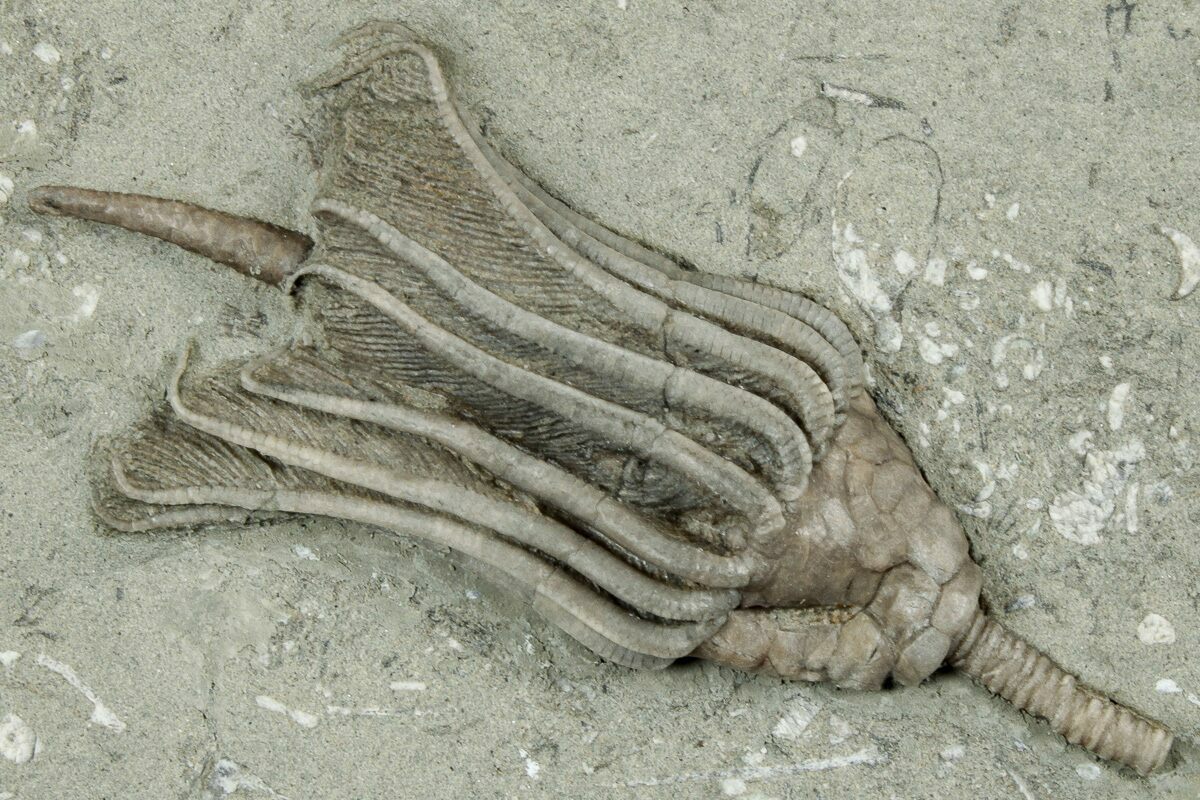 2 6 Fossil Crinoid Macrocrinus With Coral Indiana 325644 For