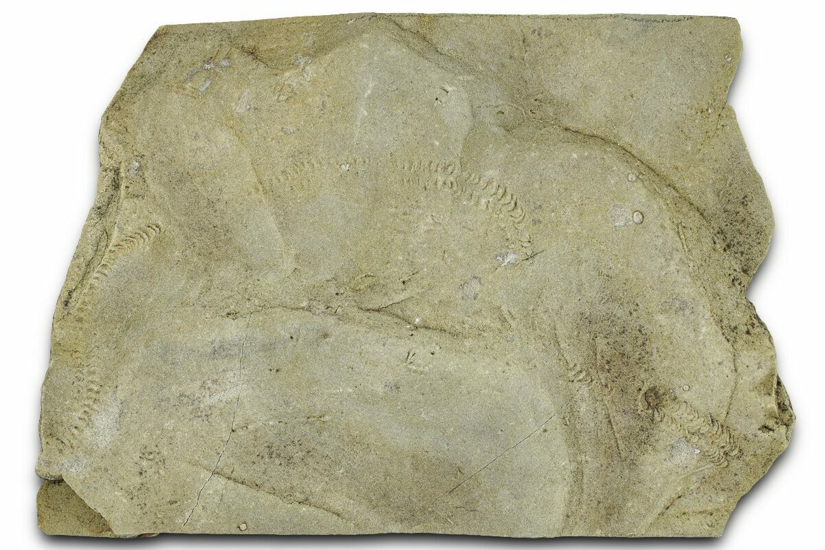 7.8" Cruziana (Fossil Trilobite Trackway) - Indiana (#325680) For Sale - FossilEra.com