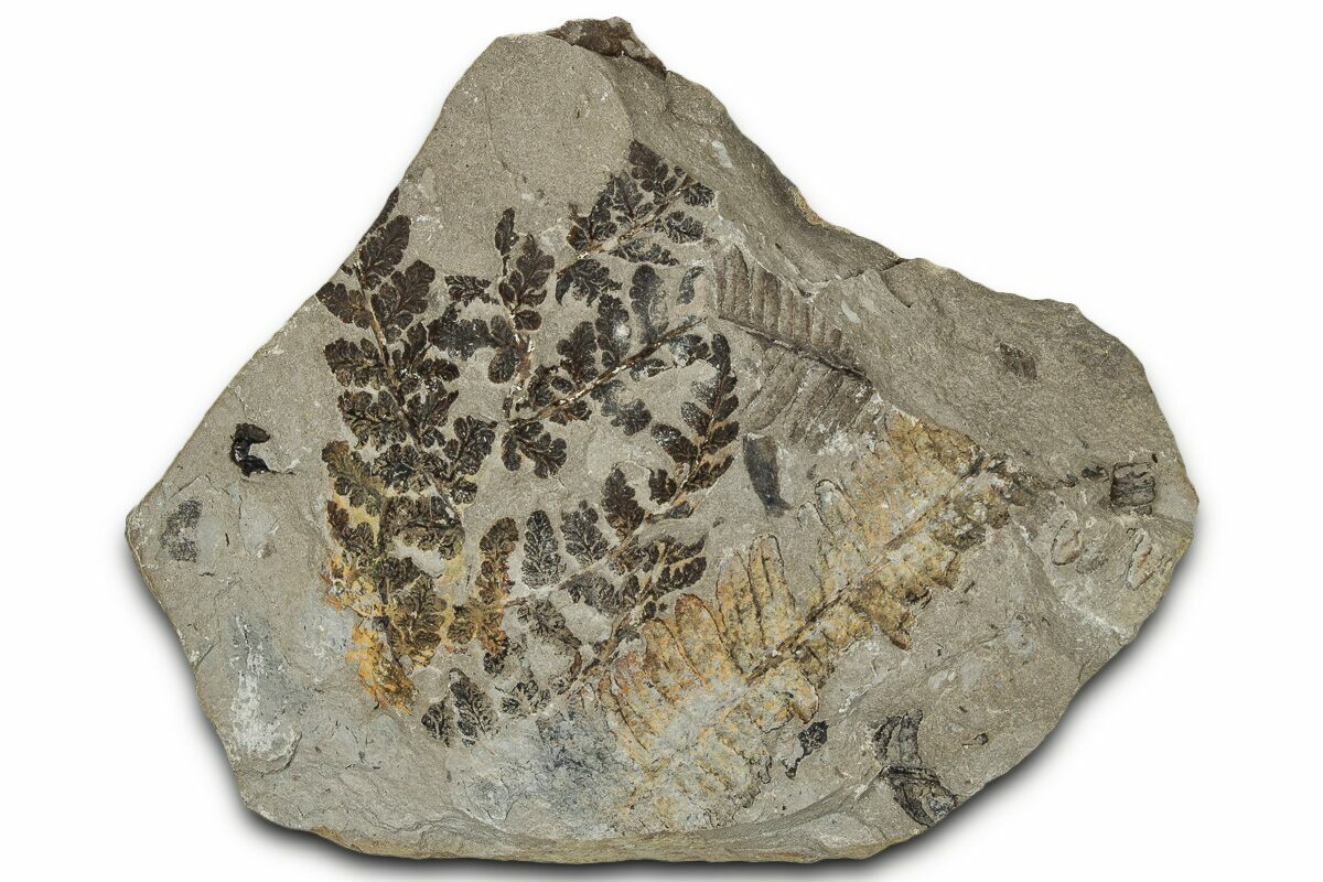 3.7" Fern (Pecopteris & Mariopteris) Nodule Pos/Neg - Mazon Creek ...